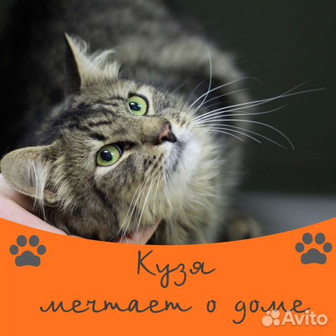 Красавчик Кузя мечтает о доме