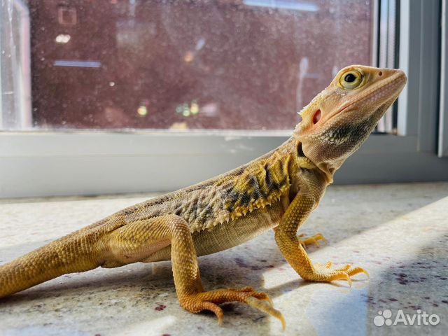 Бородатая агама самка