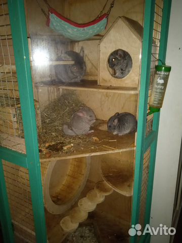 Шиншилла девочка