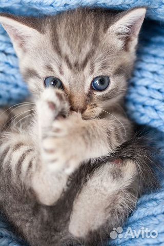 Милейшие котята