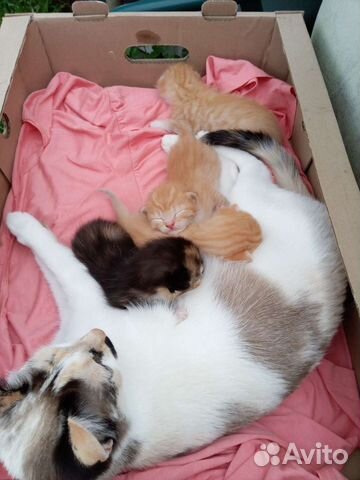 Котята от красивой кошечки мышеловки