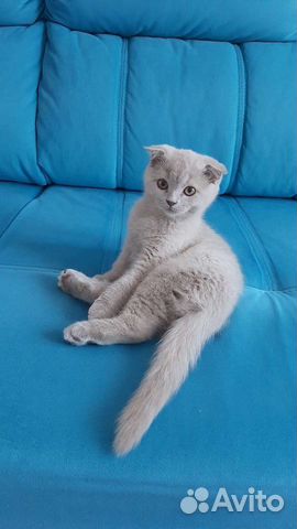 Шотландская лиловая девочка фолд