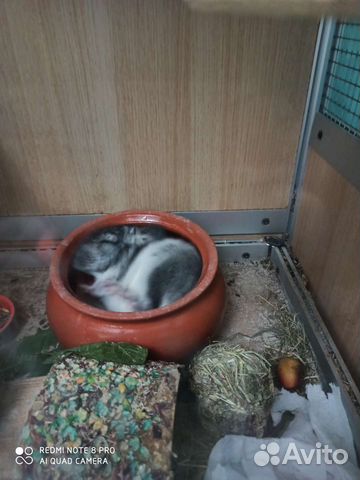 Британская шиншилла