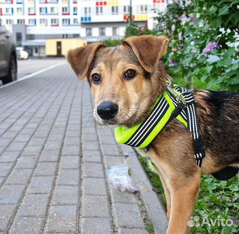 Собаки бесплатно в добрые руки щенки