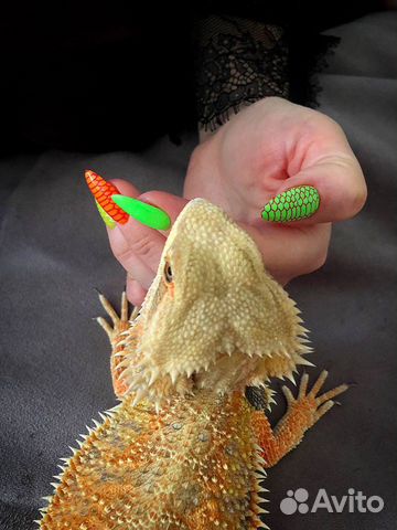 Бородатая агама с террариумом