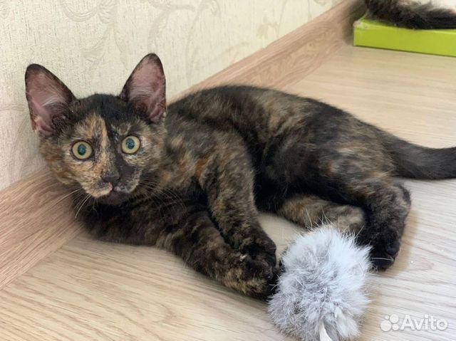 Котенок черепаховый окрас 2,5 мес