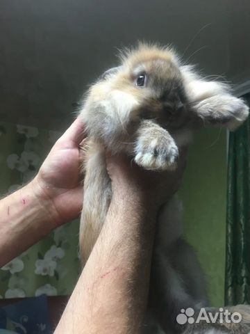 Декоративные кролики