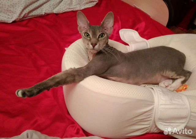 Сфинкс девочка