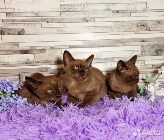Бурманские котята