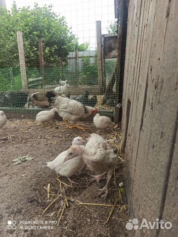 Индюшата хайбрид конвертер