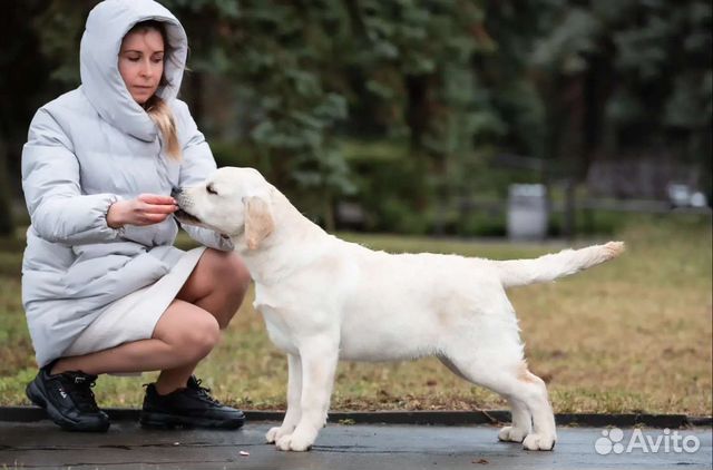 Мальчик палевого окраса от Чемпионов