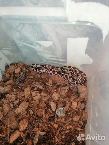 Змея маисовый полоз