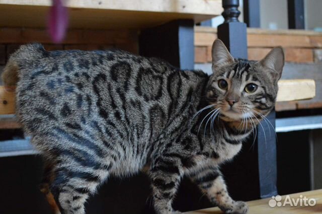 Бенгальская девочка-подросток