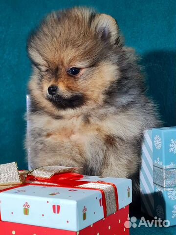 Померанский шпиц медвежьего типа