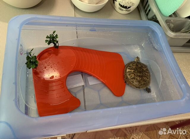 Черепашка водяная