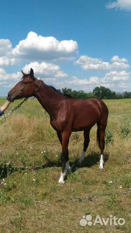 Жеребец, 2 года