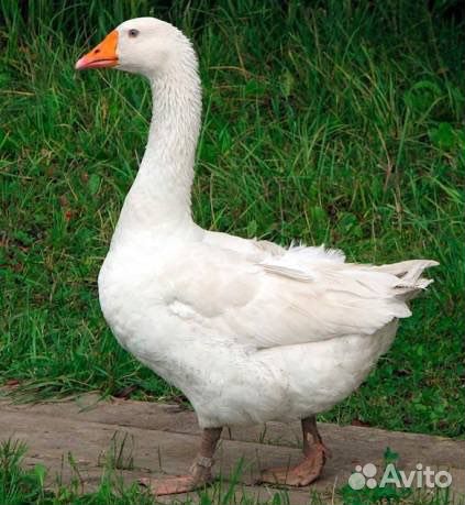 Гусь Итальянский