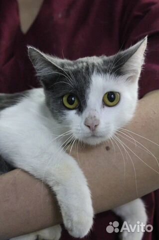 Кошка Зара, у которой не осталось шанса найти дом