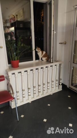 Домашнеий, ласковый,рыжий кот