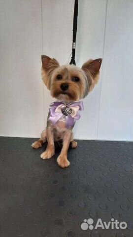 Йоркширский терьер