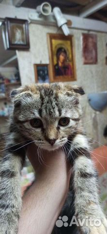 Британские вислоухие котята