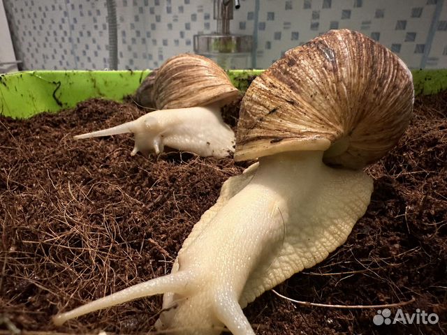 Улитки Ахатины