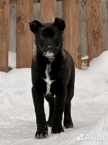 Щенок в добрые руки мальчик