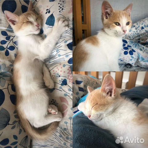 Котенок