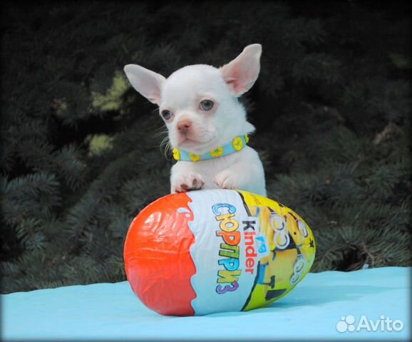 Кремовый малыш