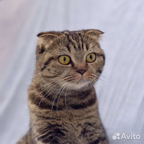 Шотландская вислоухая молодая кошечка в дар