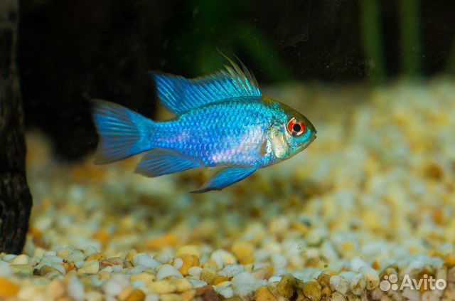 Апистограмма электрик блю