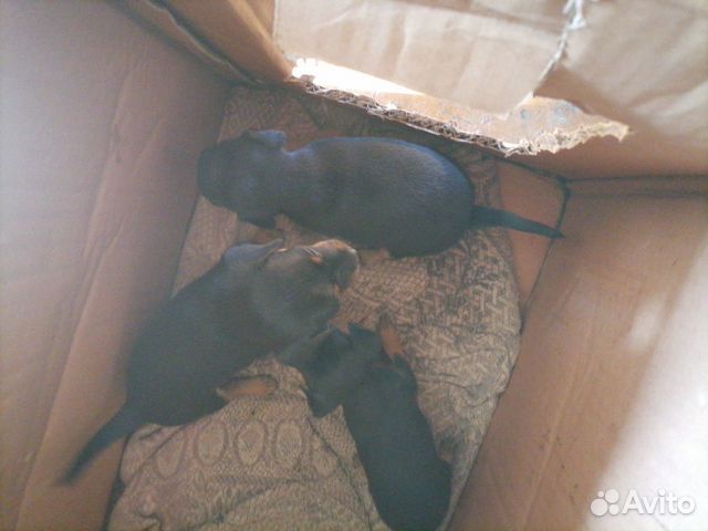 Щенки русский той-терьер