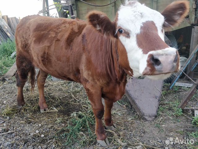Продается телка 1.3