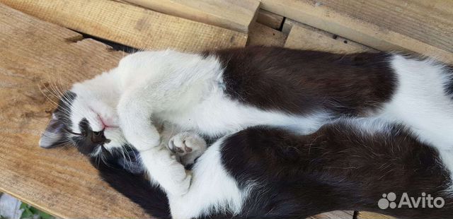 Кошка
