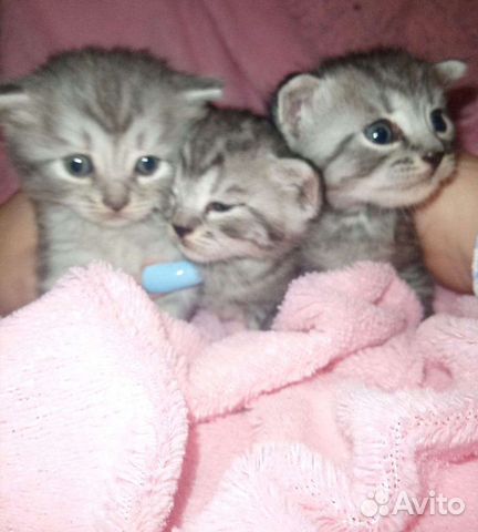 Продаются котята