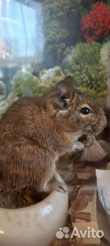 Чилийская белка дегу