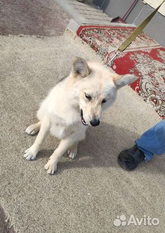 Подросток метис хаски в дар