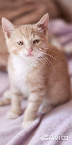 Британская кошка (метис)