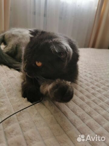 Кошка даром