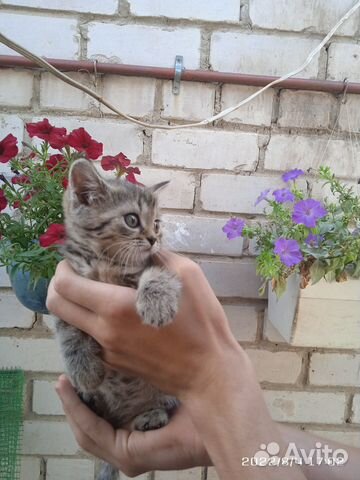 Продам британских котят