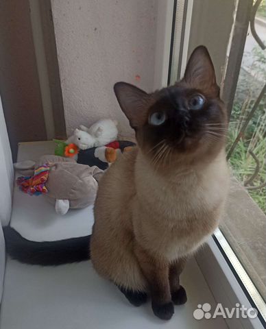 Тайская кошка