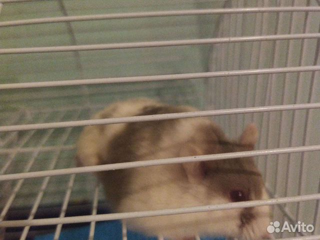 Джунгарский хомяк девочка