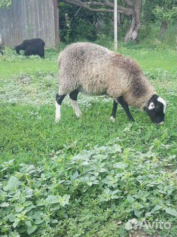 Овцы бараны