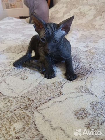 Донской сфинкс котята