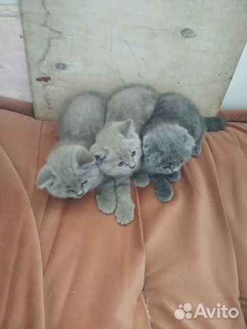 Шотландские Британские вислоухие котята