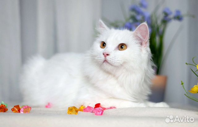 Белоснежка в дар