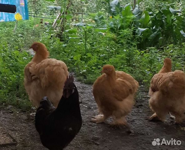 Петухи кох палевый,брама чёрная, палевая