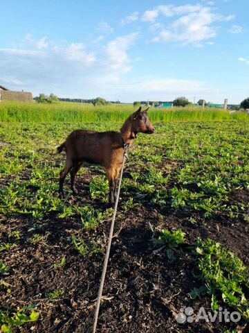 Козочка чешская