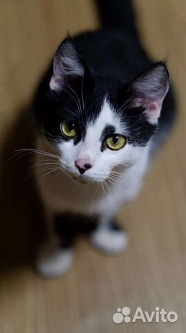 Пыхтачок ищет дом