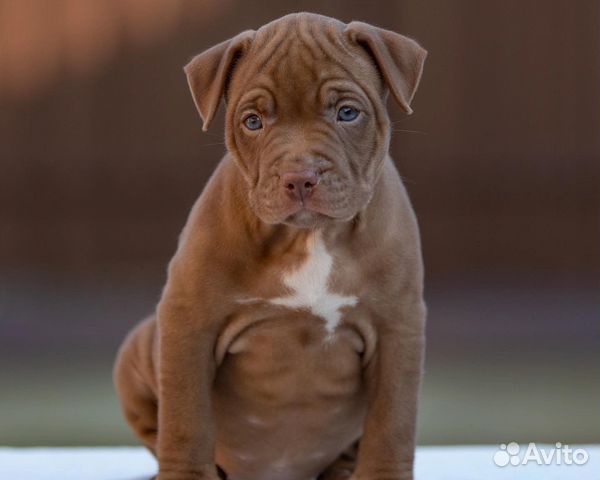 Очень красивая сука апбт